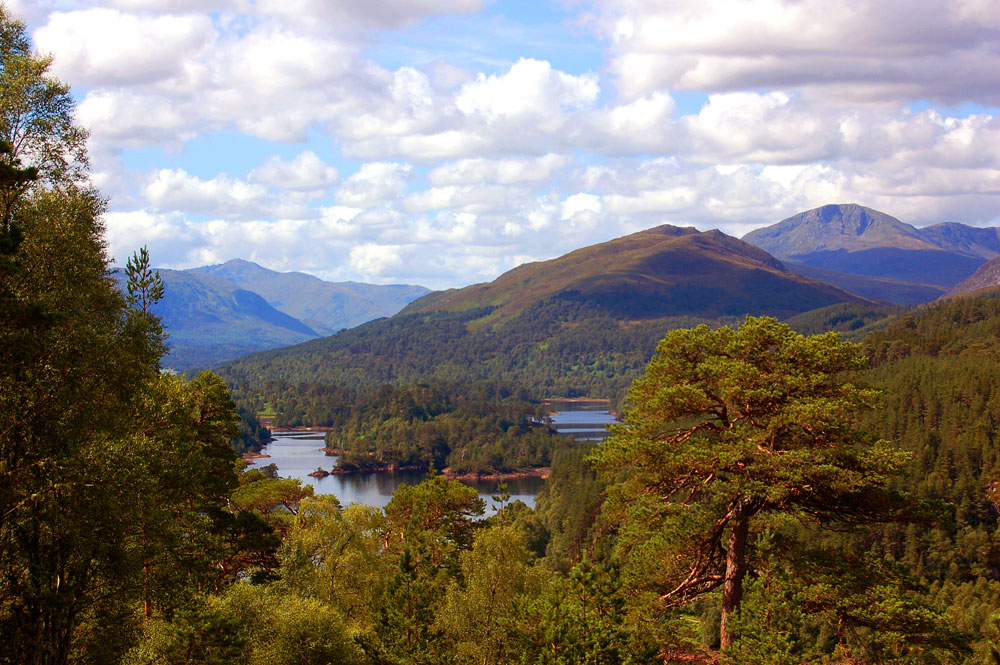Tree Planting – FutureAffric